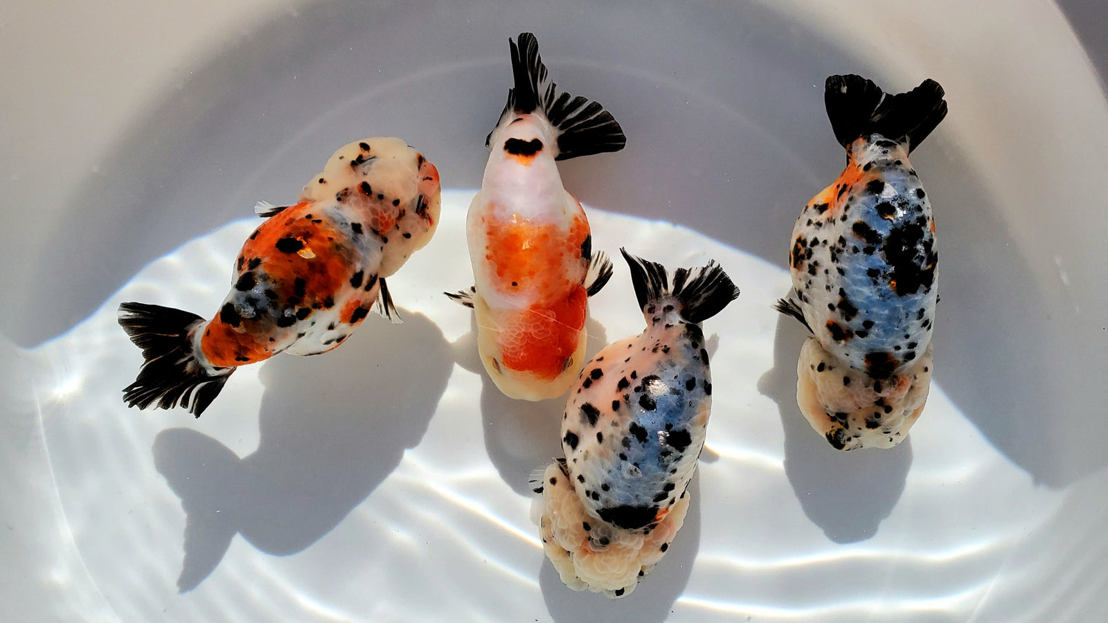 Eddie's Fin Farm – Eddies Fin Farm