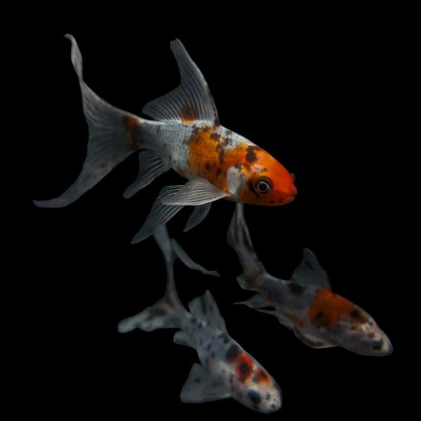 Eddie's Fin Farm – Eddies Fin Farm
